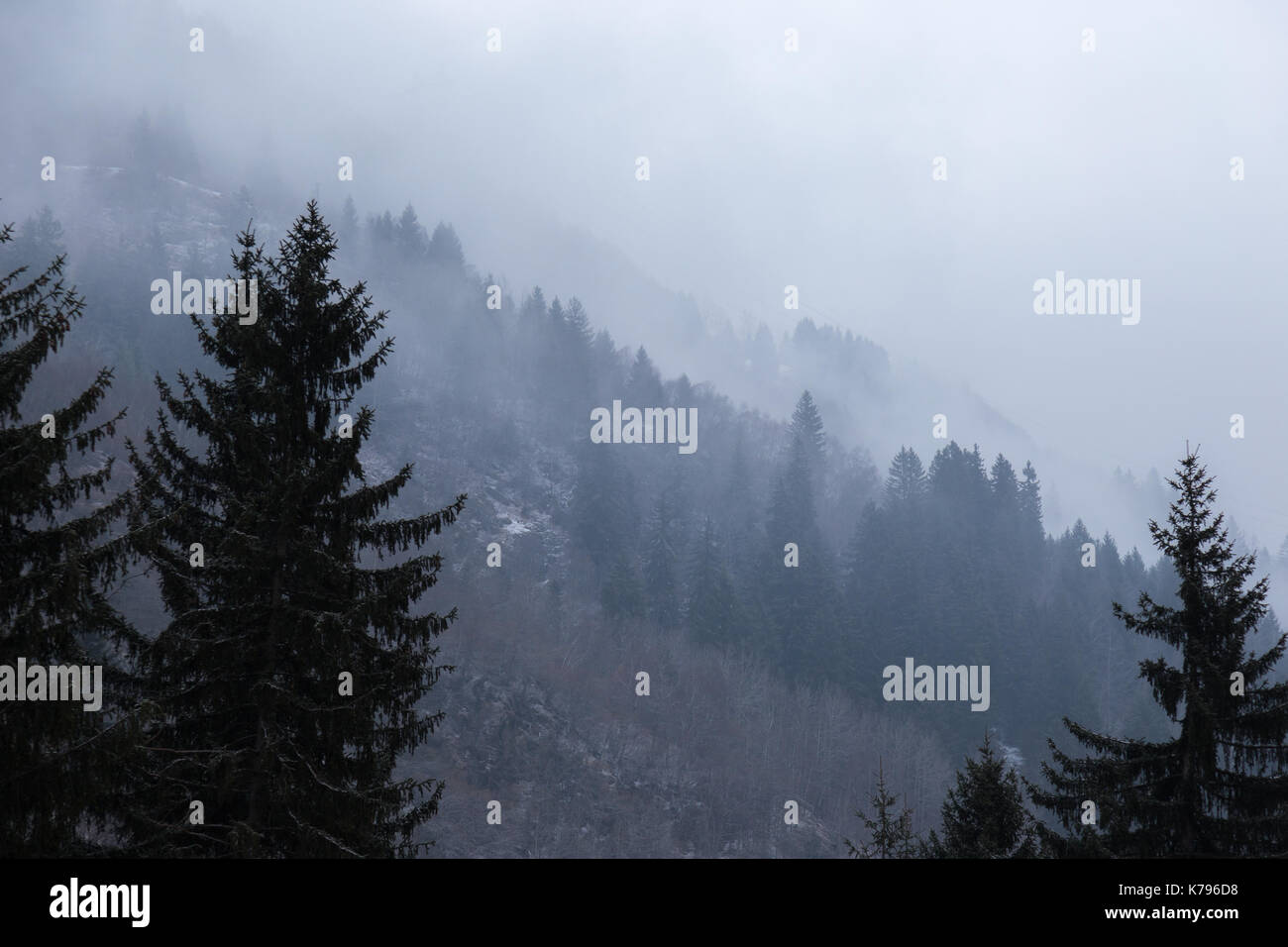 Various layers of trees and plants on a mountain side in the midst of ...
