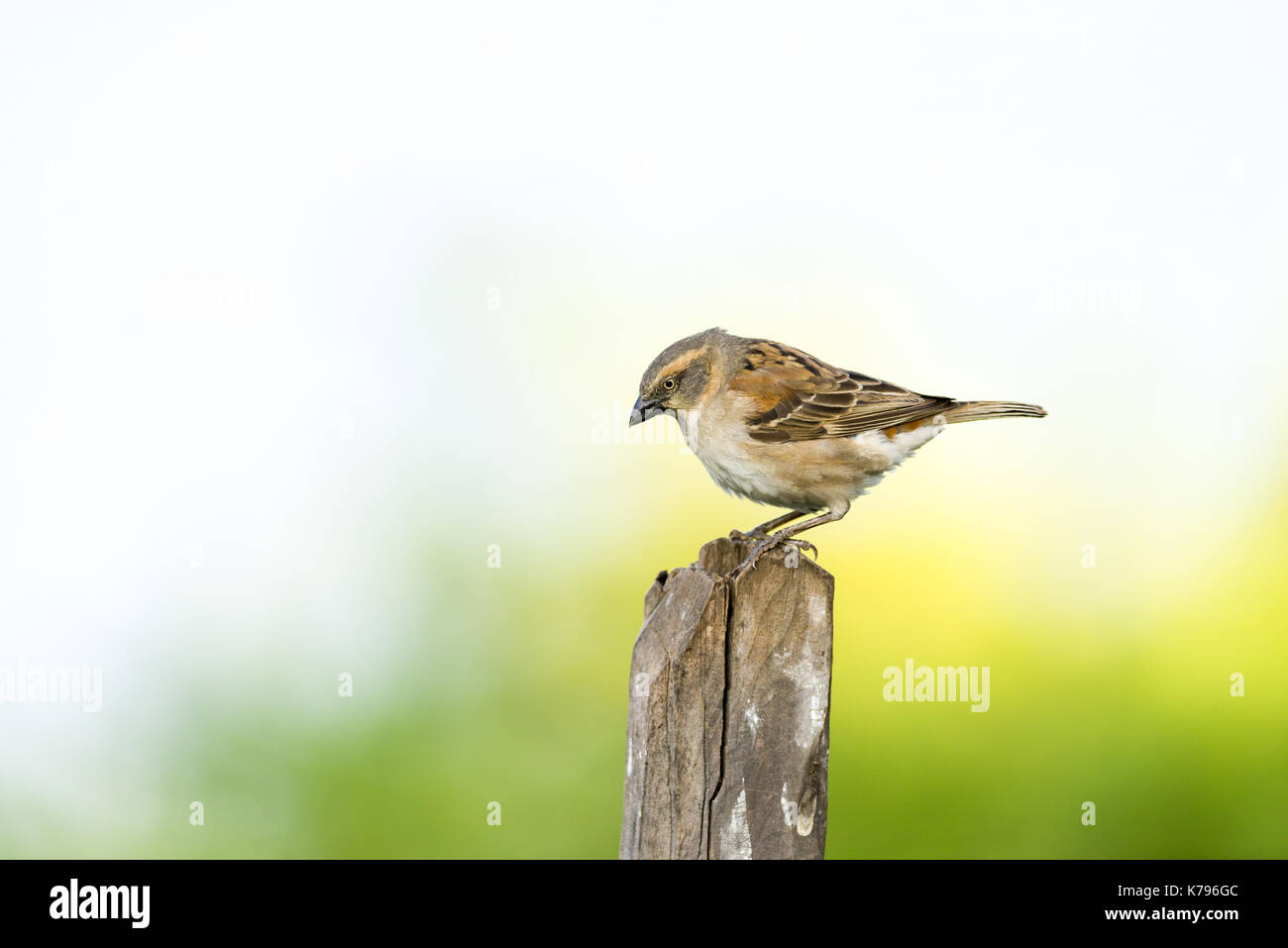 Little weaver ploceus luteolus hi-res stock photography and images - Alamy