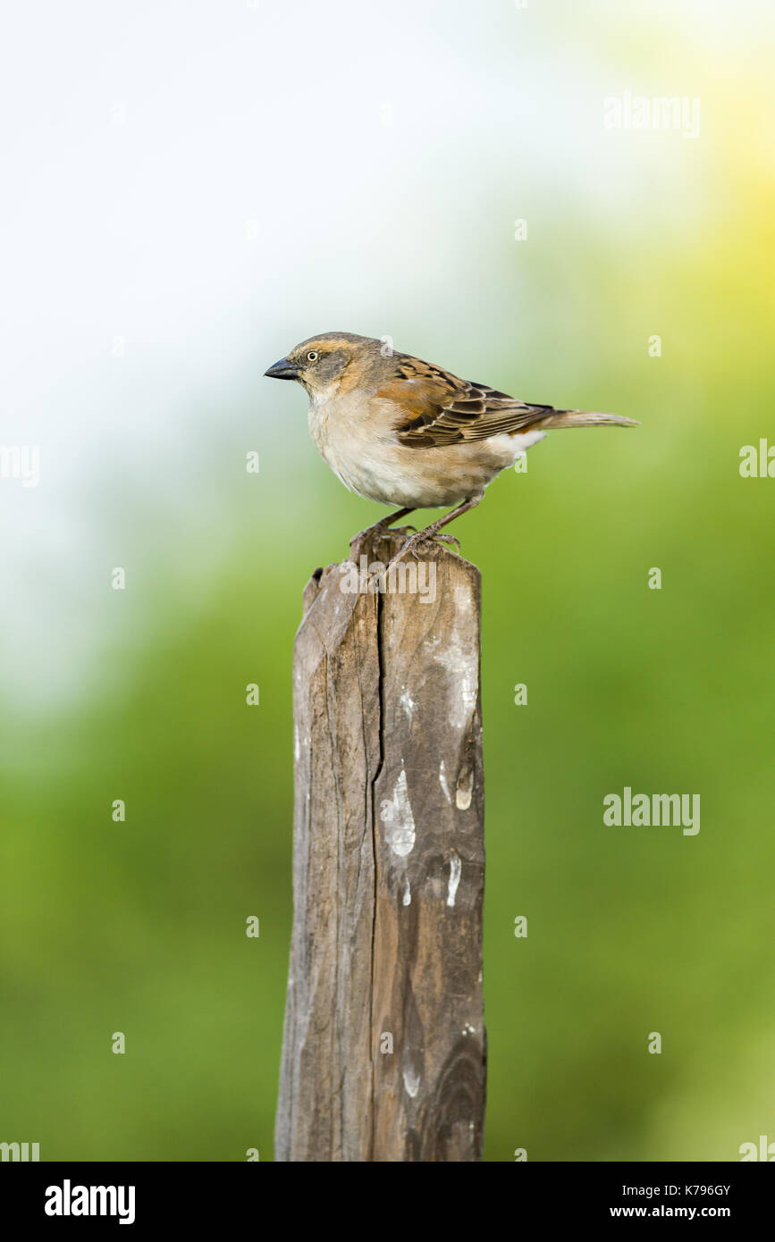 Kenya Sparrow (Passer rufocinctus), Lake Elmentaita, Kenya Stock Photo ...