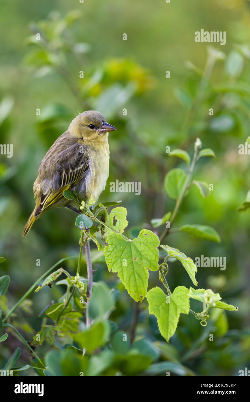 Little Weaver (Ploceus luteolus), Lake Elmentaita or Elementaita, Kenya ...