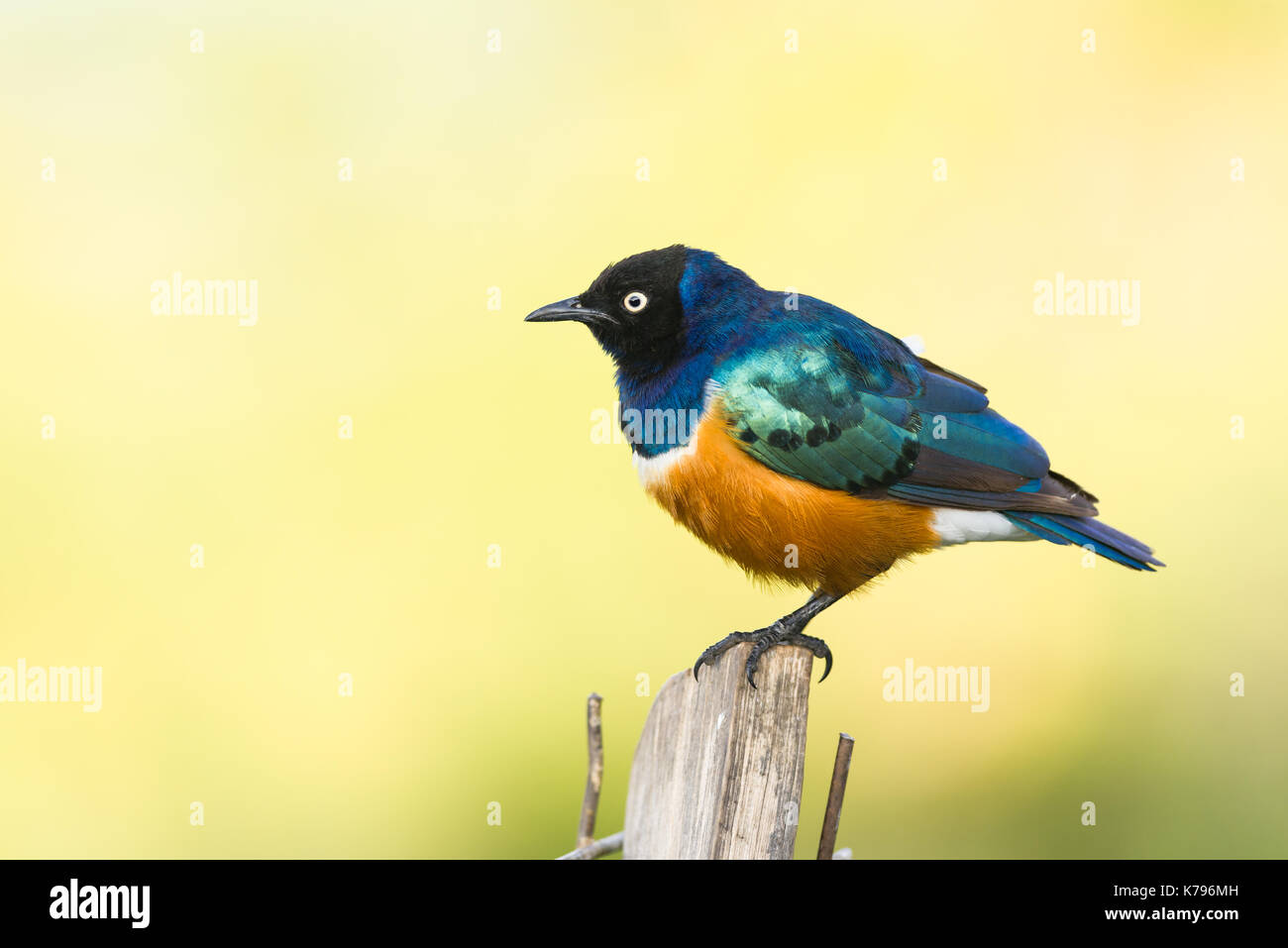 Kenyan starling hi-res stock photography and images - Alamy