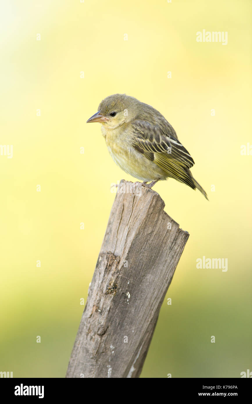 Little Weaver (Ploceus luteolus), Lake Elmentaita or Elementaita, Kenya ...