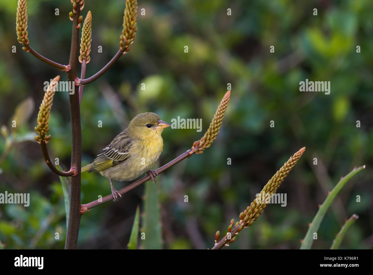 Little Weaver (Ploceus luteolus), Lake Elmentaita or Elementaita, Kenya ...
