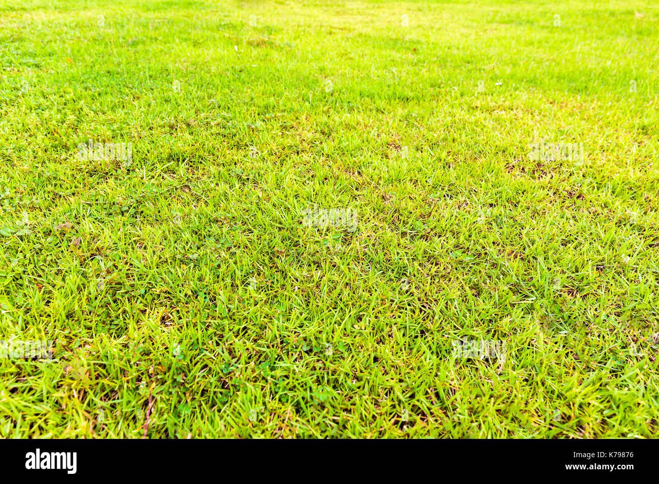Awesome Green Grass Field in a Park Could Give Visitors Fresh Feeling ...