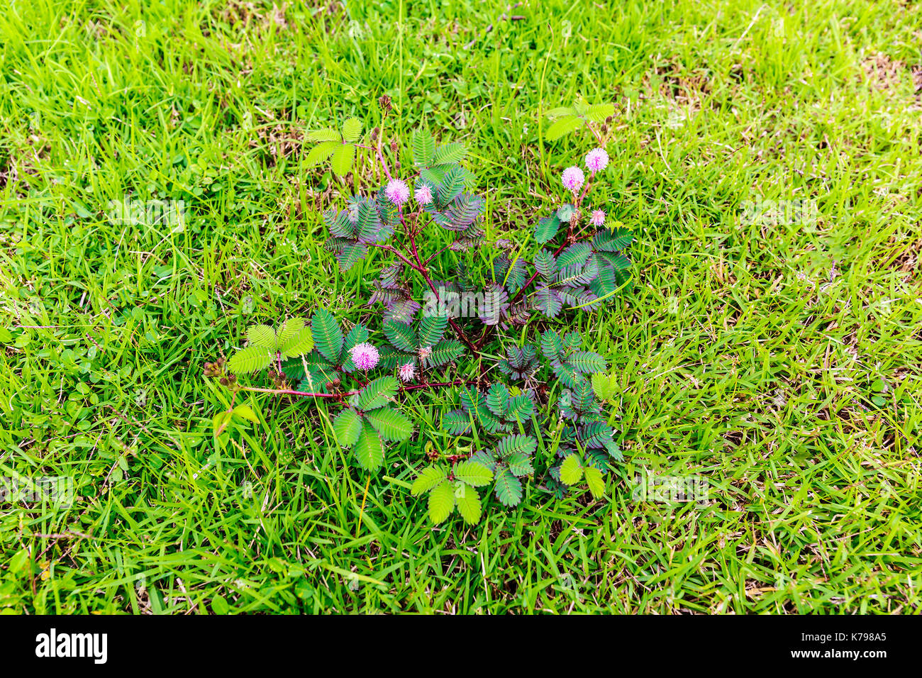 Plants with Pink Flowers and Thorns Growing among Green Grass in a ...