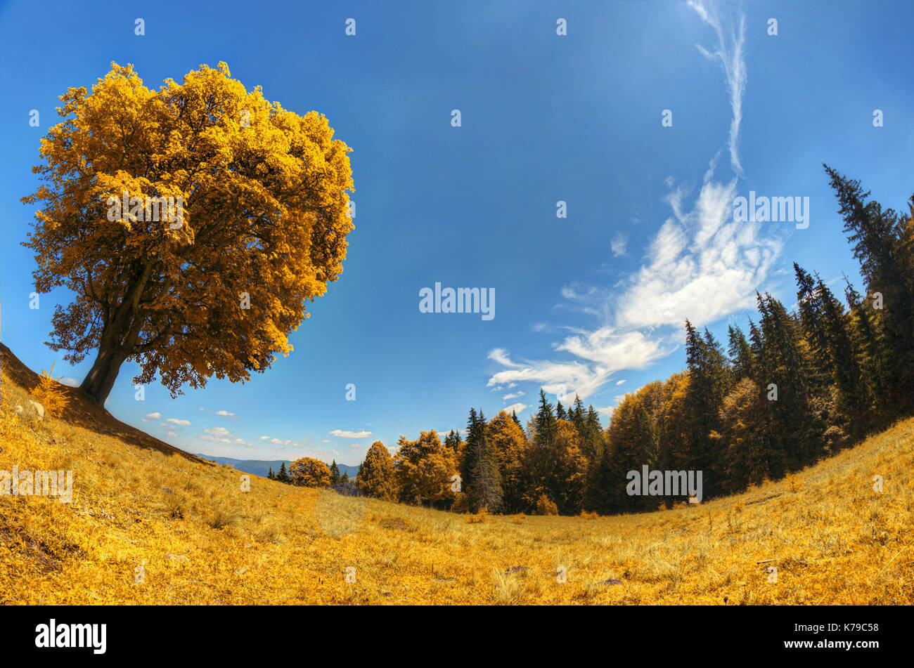 Deep yellow wood tree hi-res stock photography and images - Alamy