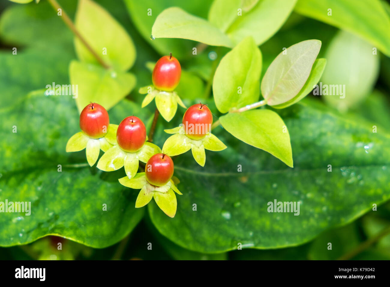 Star Shaped Leaves Stock Photos & Star Shaped Leaves Stock Images - Alamy