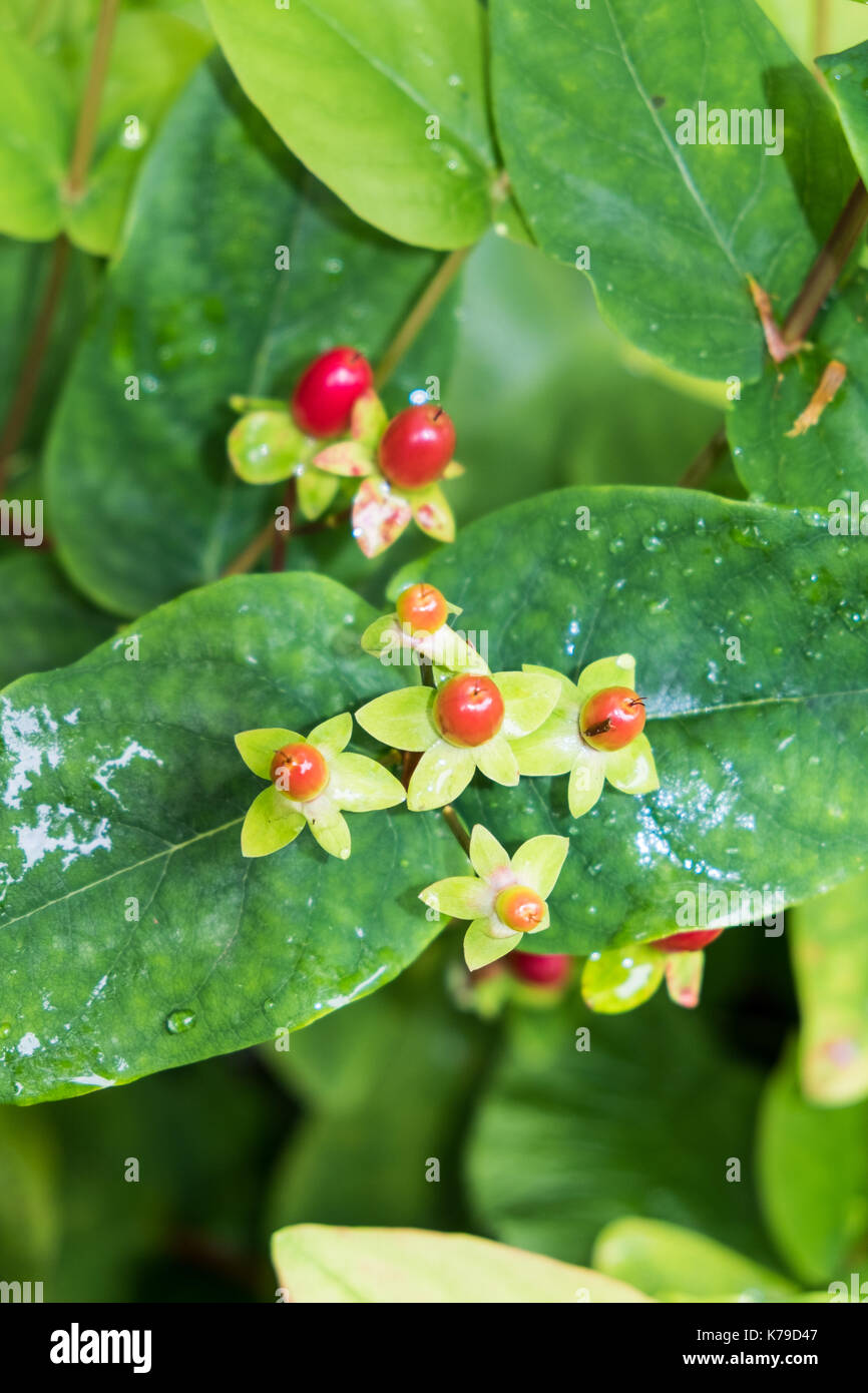 Star shaped nature fauna hi-res stock photography and images - Alamy