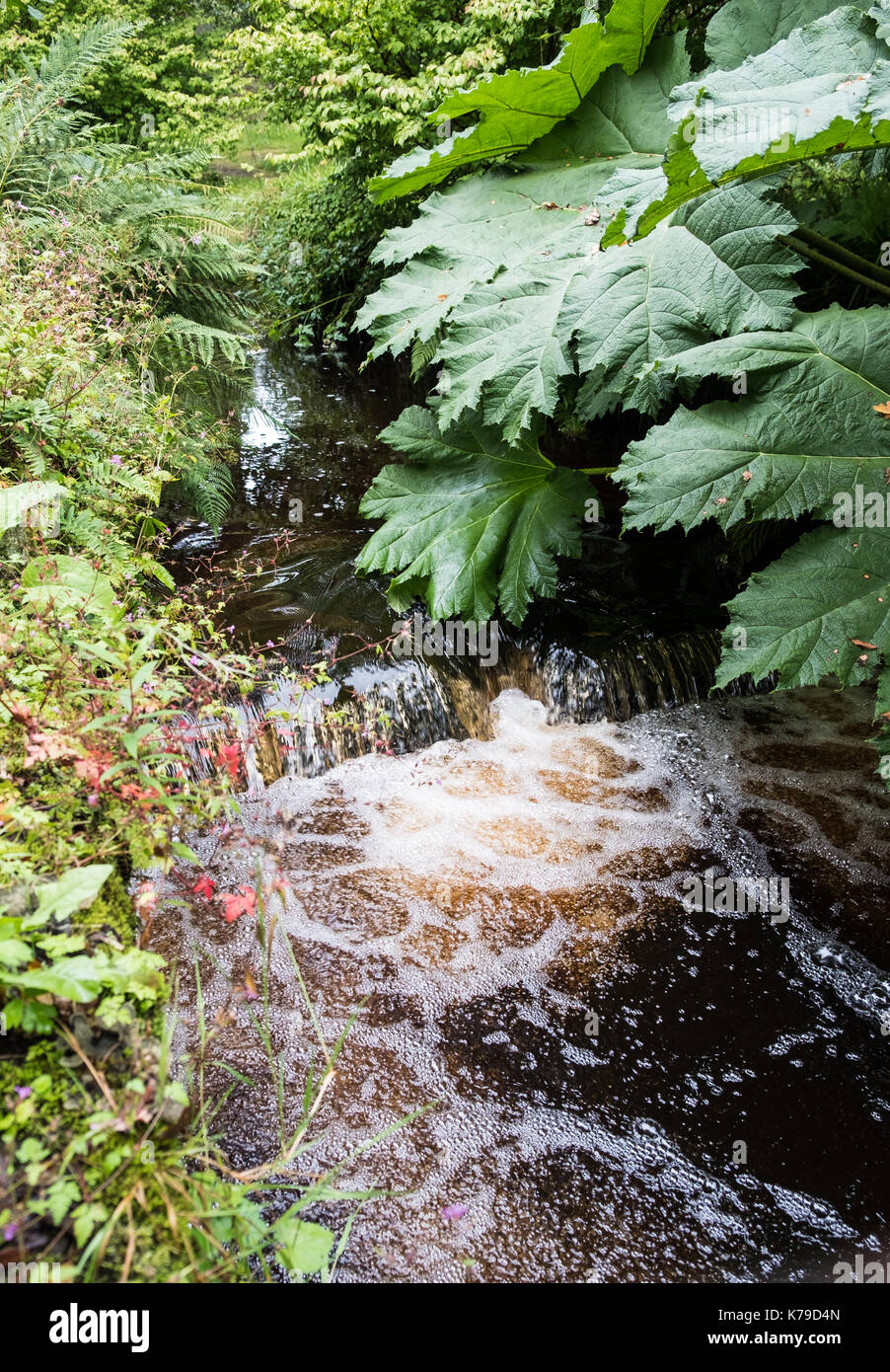 Stream flowing through secluded woodland in Scotland Stock Photo - Alamy