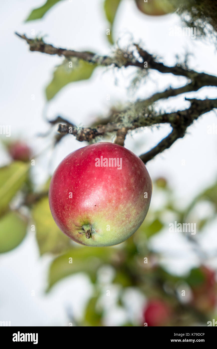 Apples and apple trees Stock Photo - Alamy