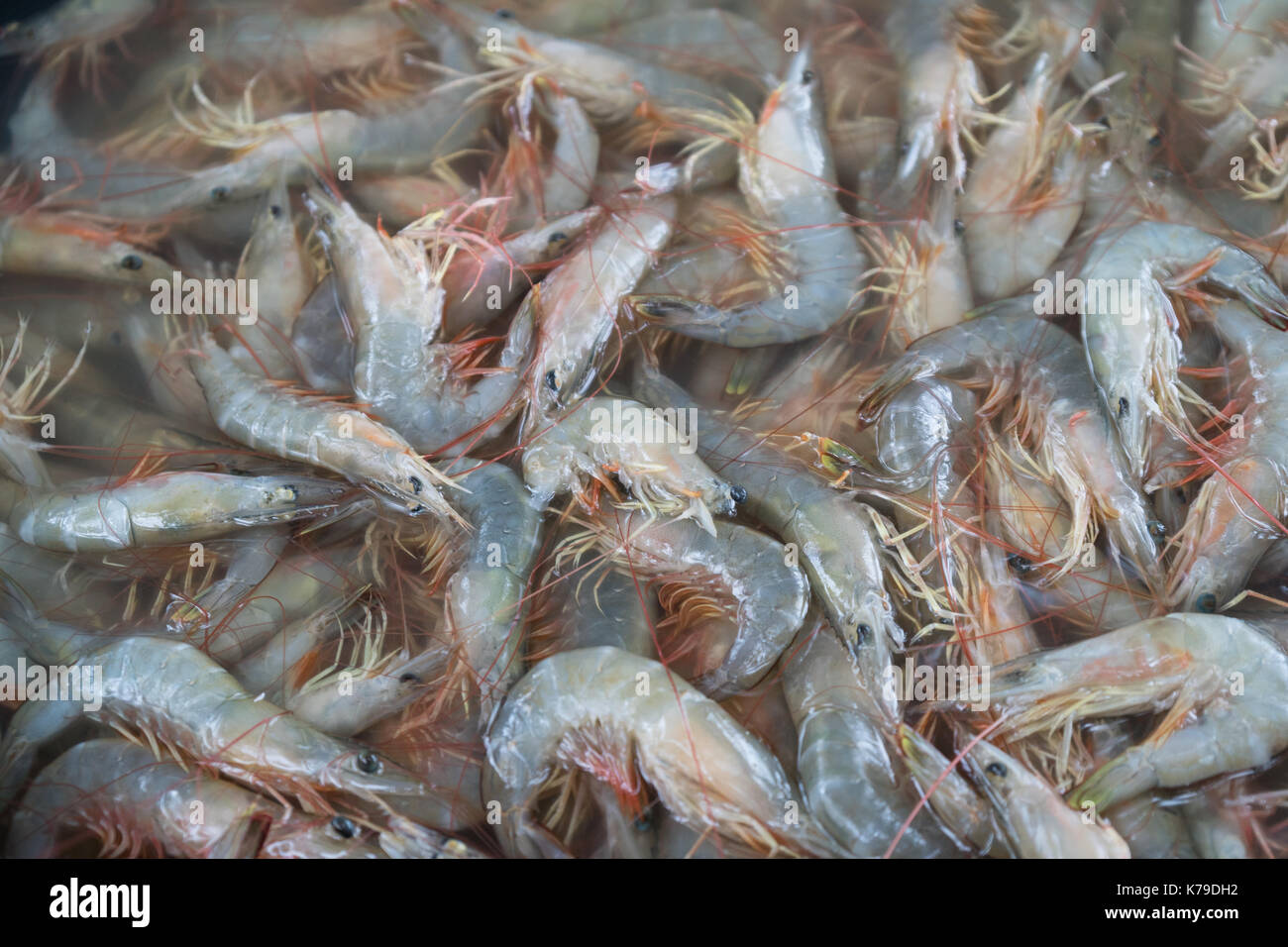 Many fresh shrimp just catch from fishery ship to sell Stock Photo - Alamy