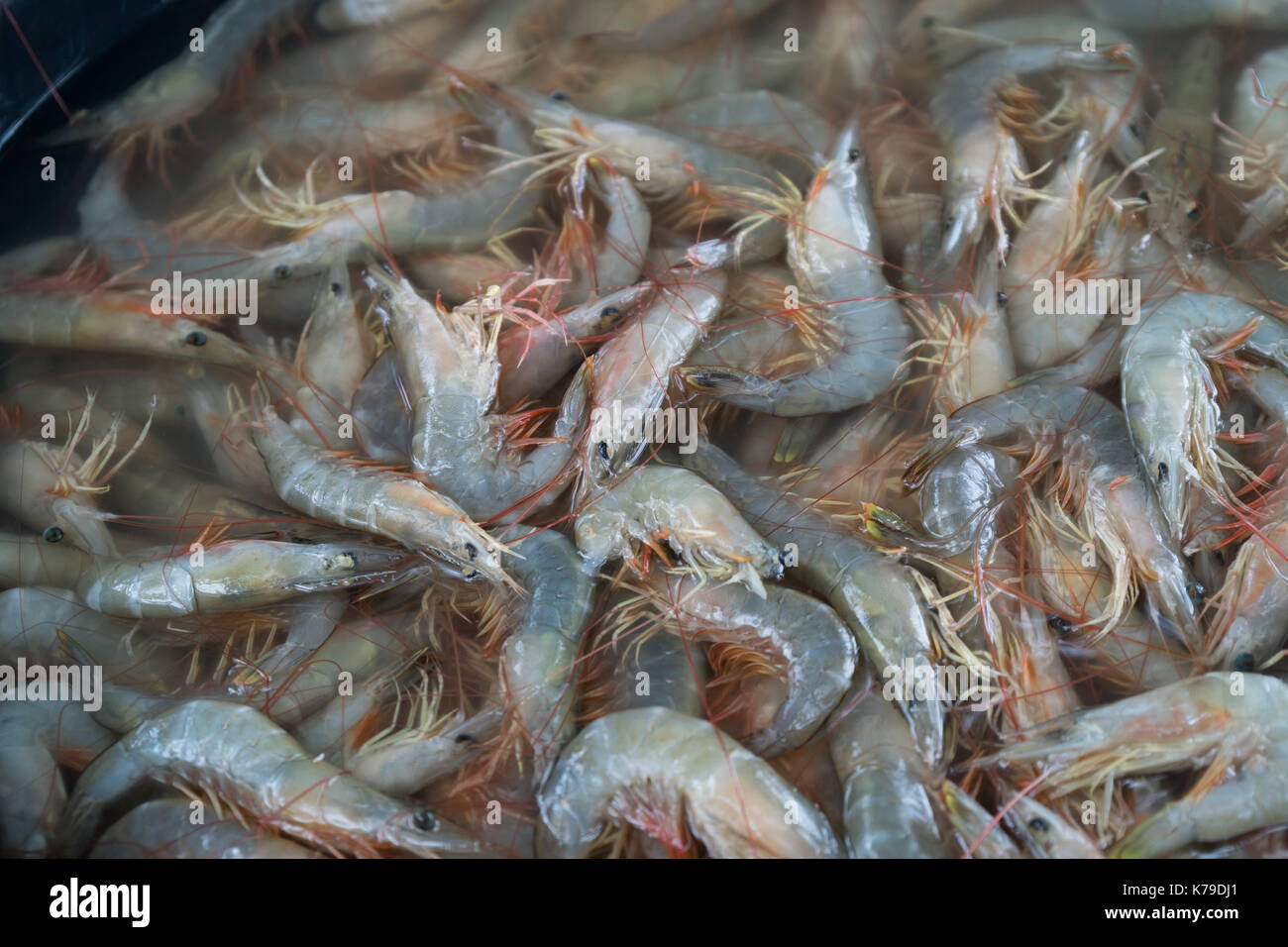 Many fresh shrimp just catch from fishery ship to sell Stock Photo - Alamy