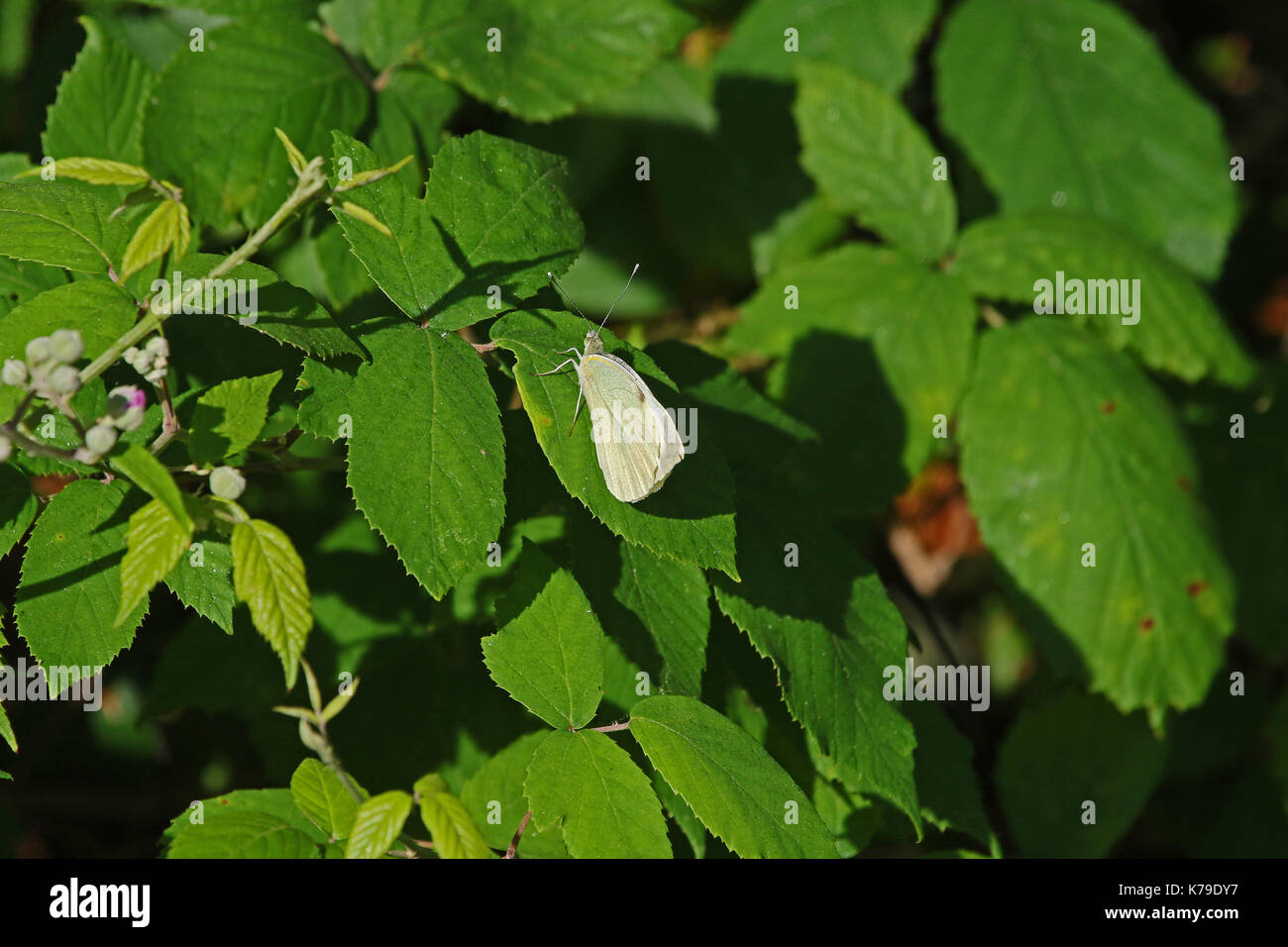 Brimstone profile hi-res stock photography and images - Alamy