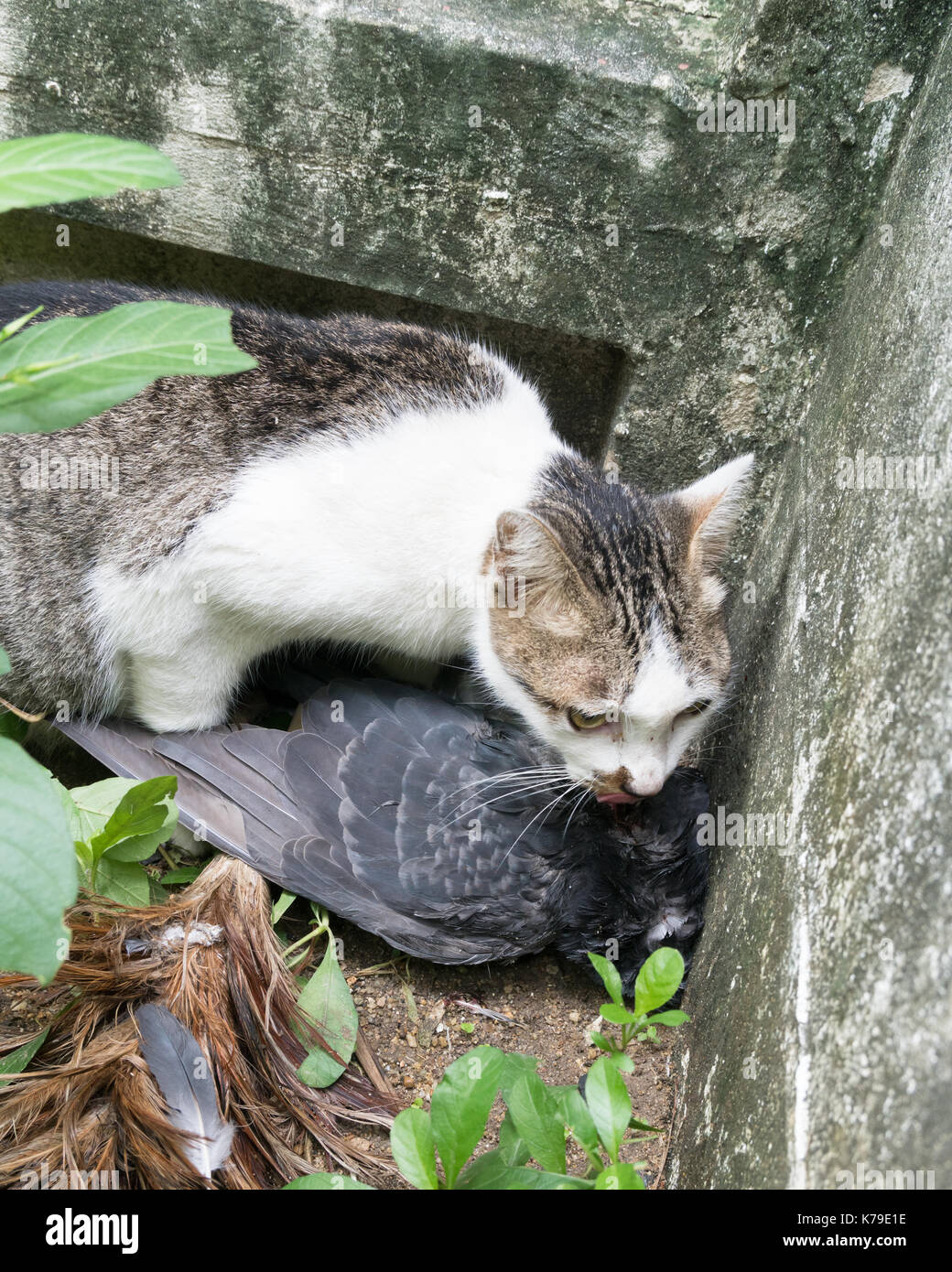 Cat hunted the bird hi-res stock photography and images - Alamy