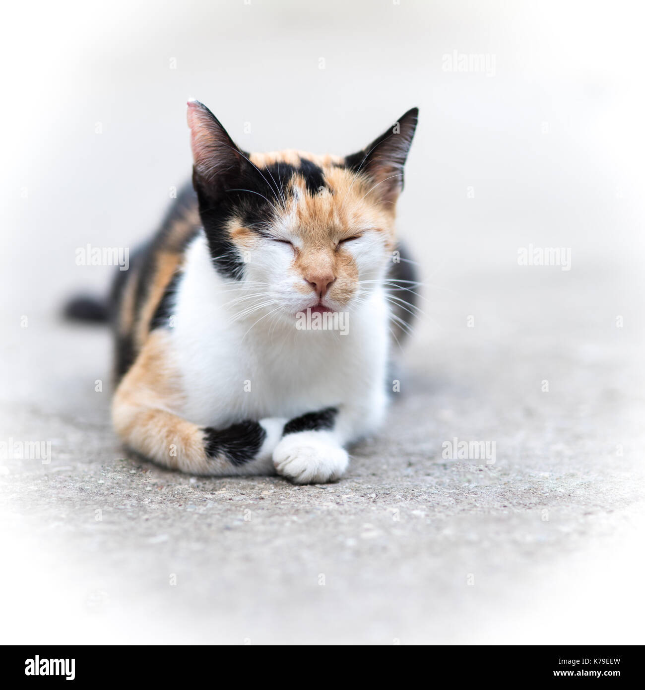 Coat of many colors hi-res stock photography and images - Alamy