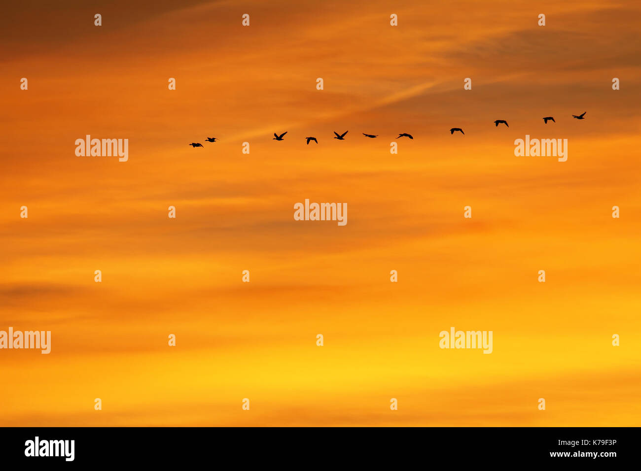 Flock of geese flying at sunset over Villafafila fields, Spain Stock ...