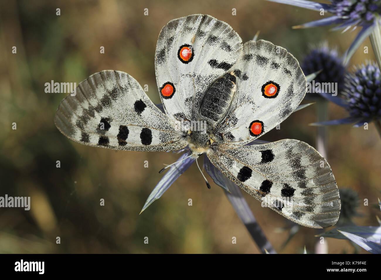 Apollo butterfly (Parnassius apollo Stock Photo - Alamy