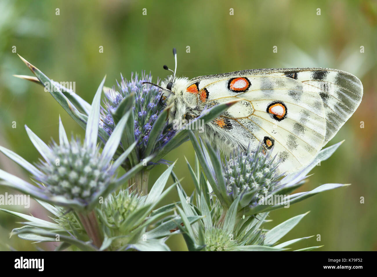 Apollo butterfly or Mountain apollo (Parnassius apollo Stock Photo - Alamy