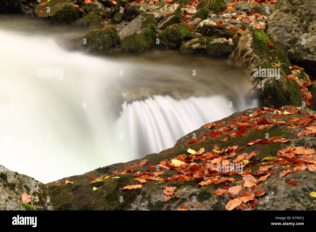 Beech forest river hi-res stock photography and images - Alamy