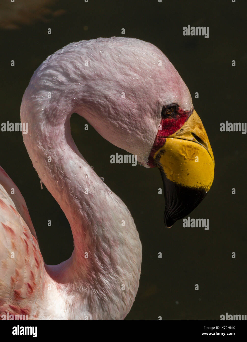 James's Flamingo at Slimbridge Stock Photo - Alamy