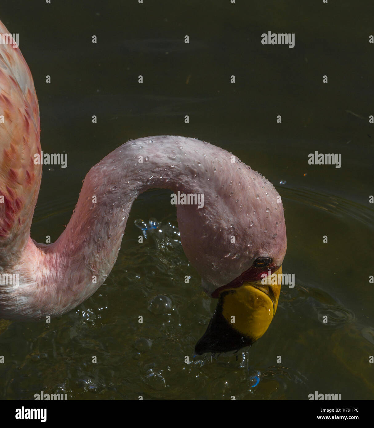 James's Flamingo at Slimbridge Stock Photo - Alamy