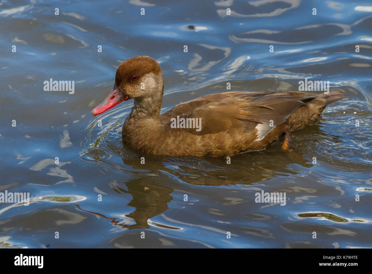 Amazonetta brasiliensis ipecutiri hi-res stock photography and images ...