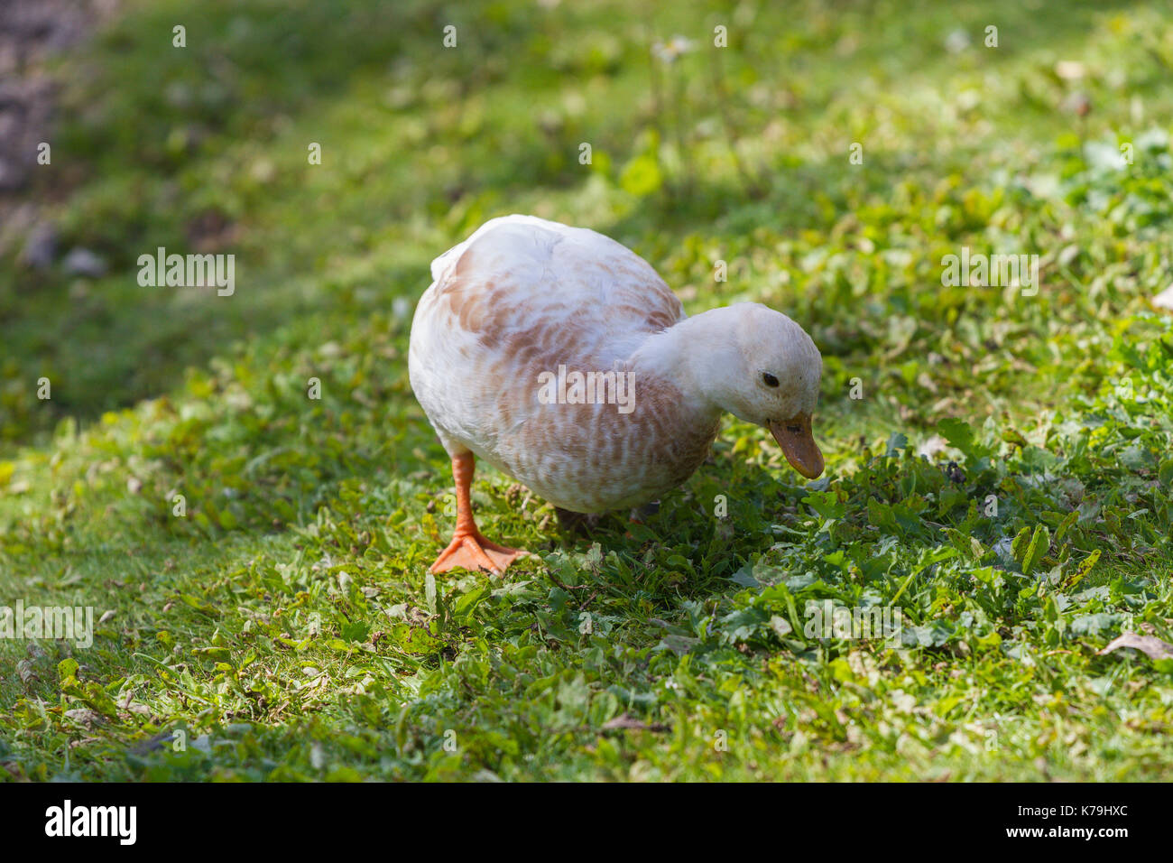 Call duck hi-res stock photography and images - Alamy