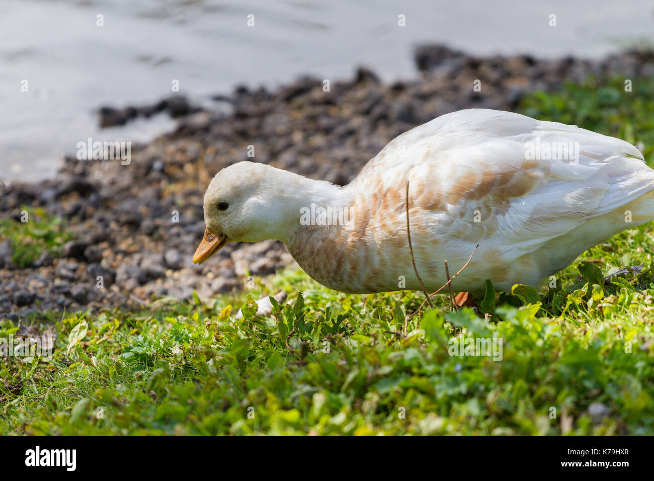 Call Duck at Slimbridge Stock Photo - Alamy
