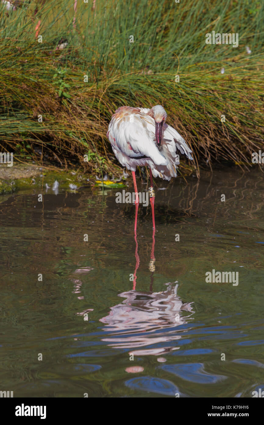 Lesser Flamingo at Slimbridge Stock Photo - Alamy