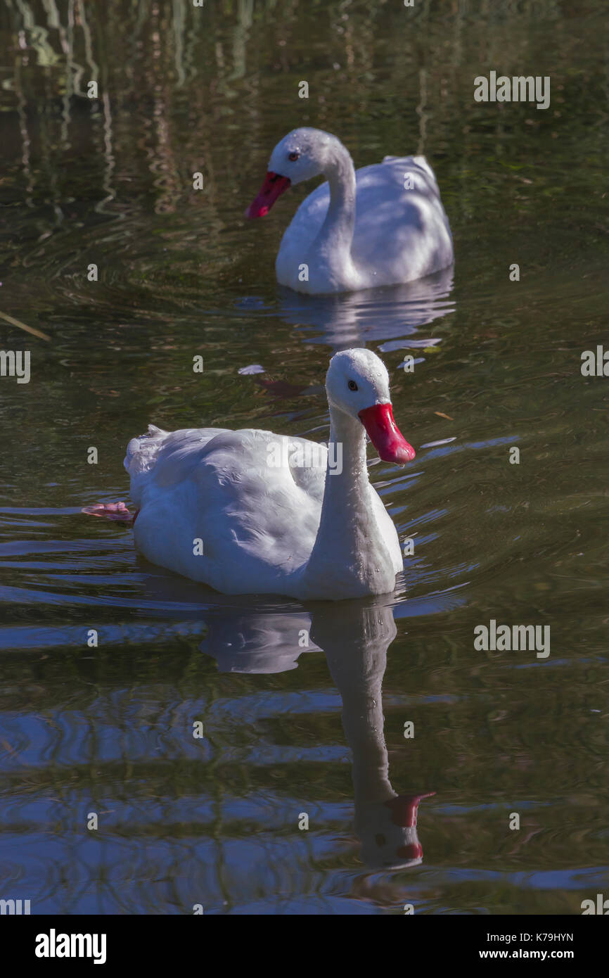 Coscoroba Swans at Slimbridge Stock Photo - Alamy