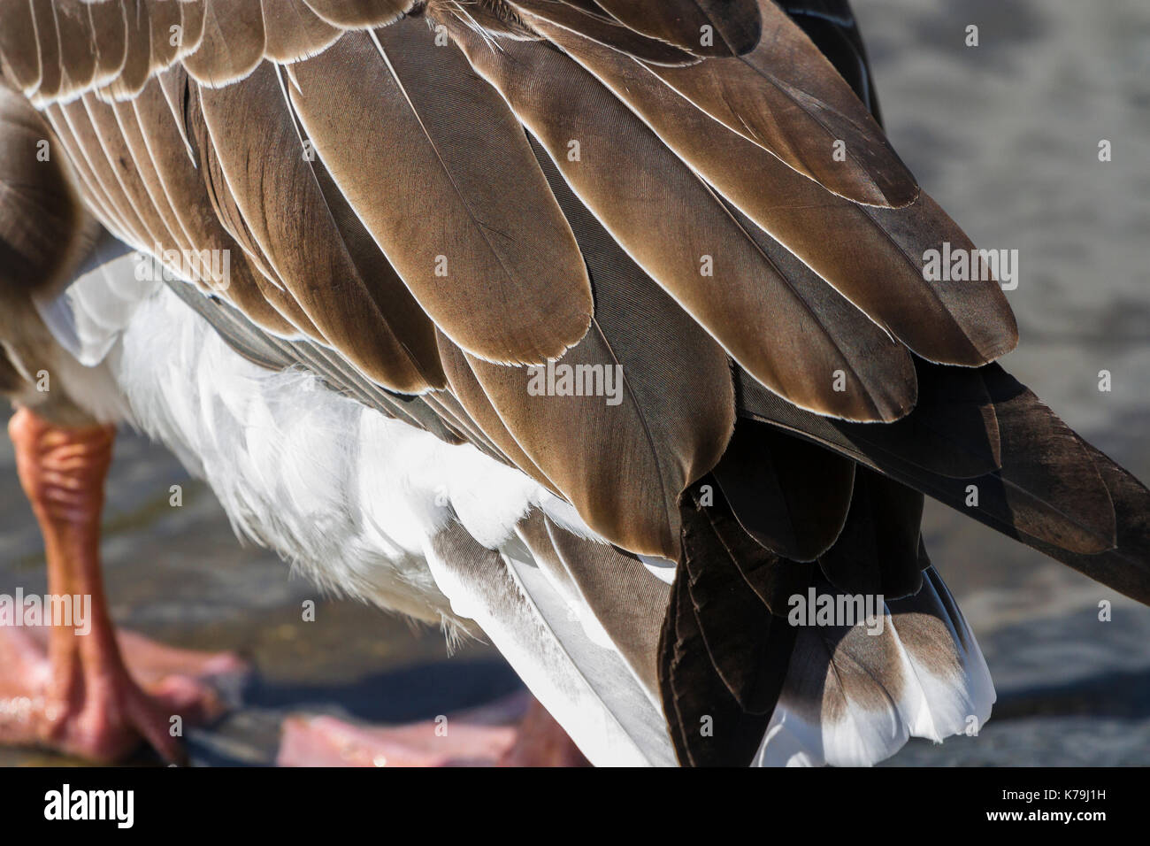 Tail Feathers of Hawaiian Goose at Slimbridge Stock Photo - Alamy