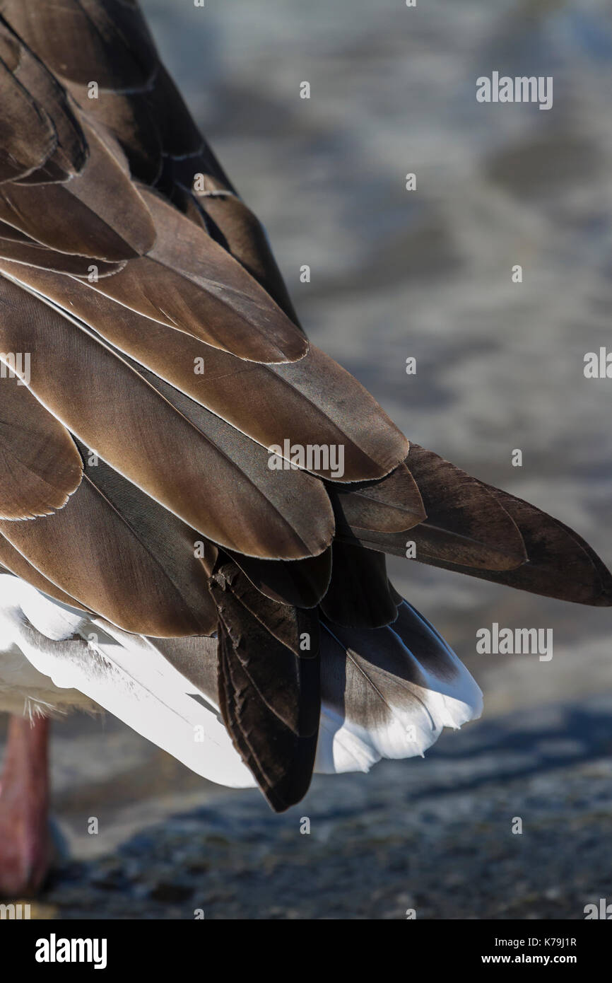 Birds with tail feathers hi-res stock photography and images - Alamy
