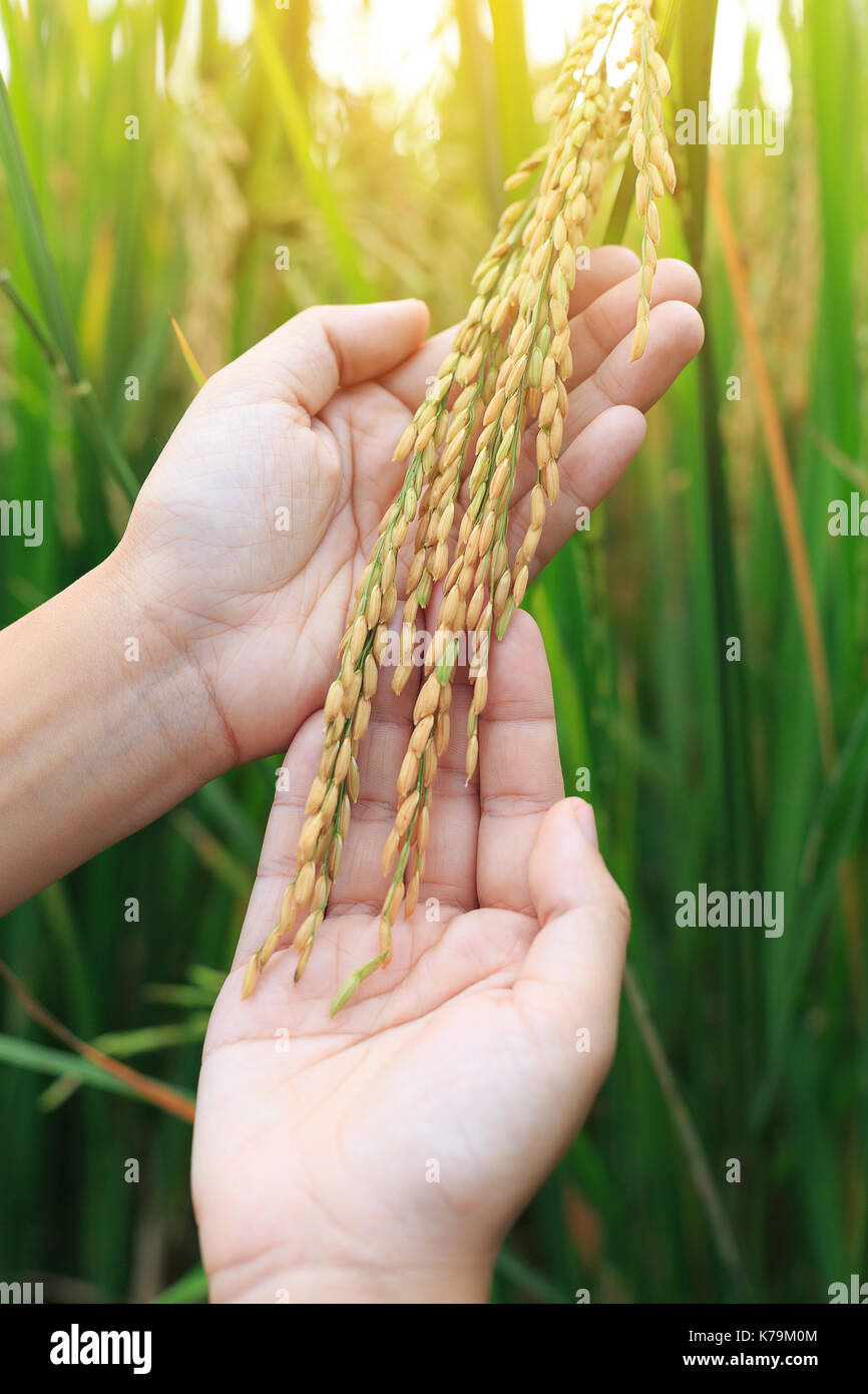 Touchrice hi-res stock photography and images - Alamy