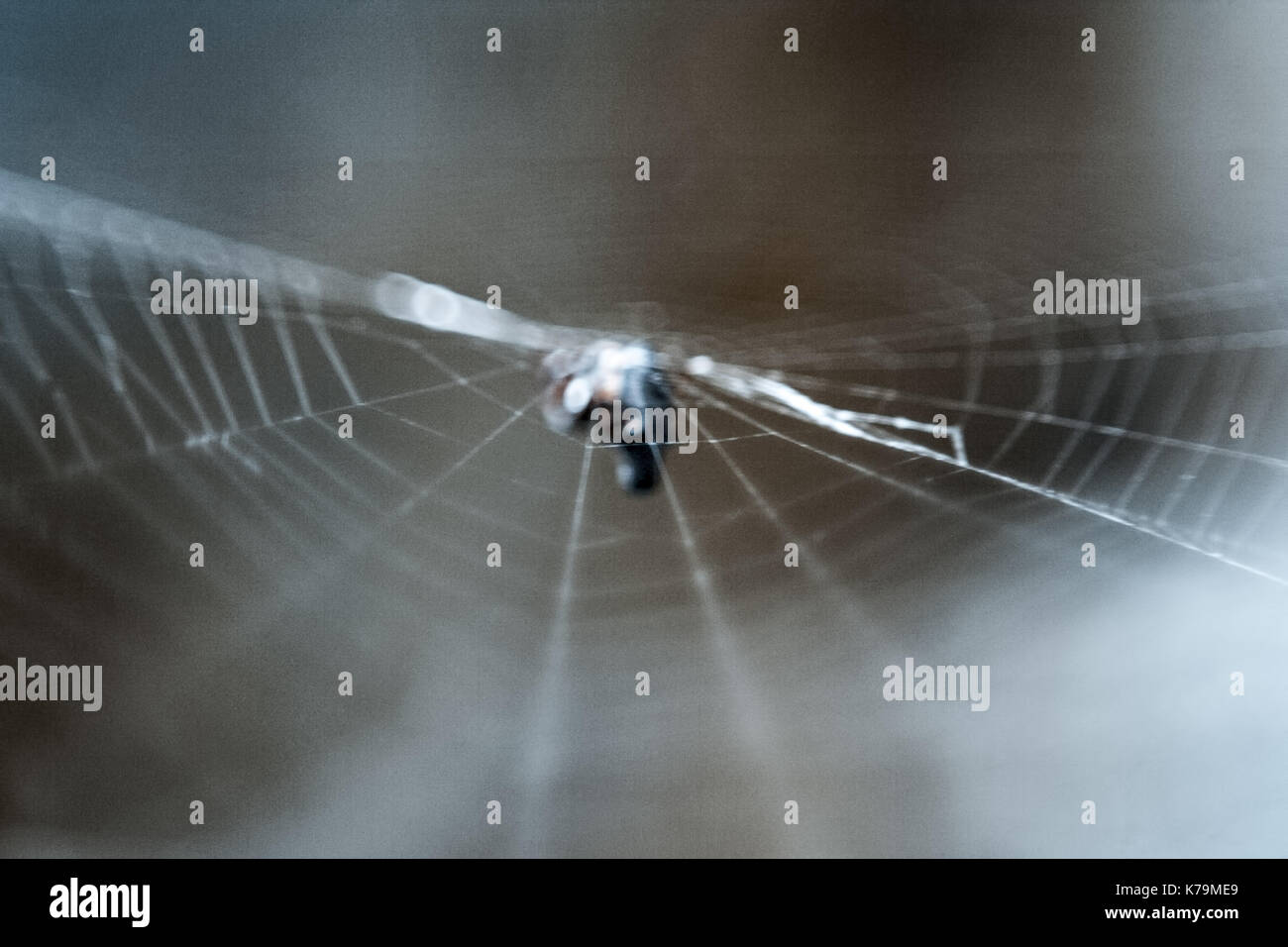 Spiked spider hi-res stock photography and images - Alamy