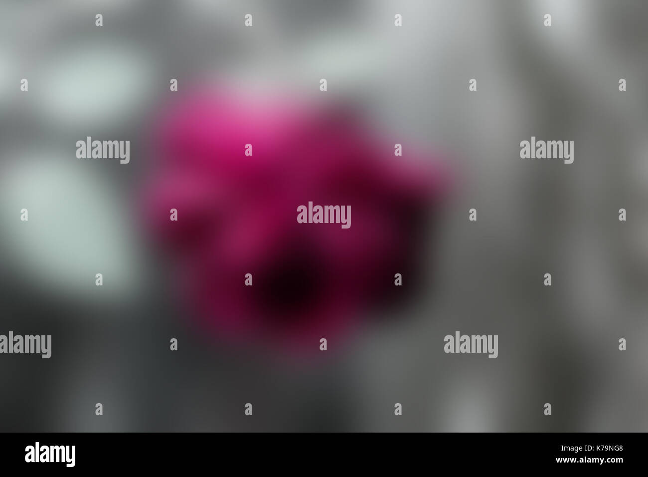 A red rose flower shot with lens blur effect Stock Photo - Alamy