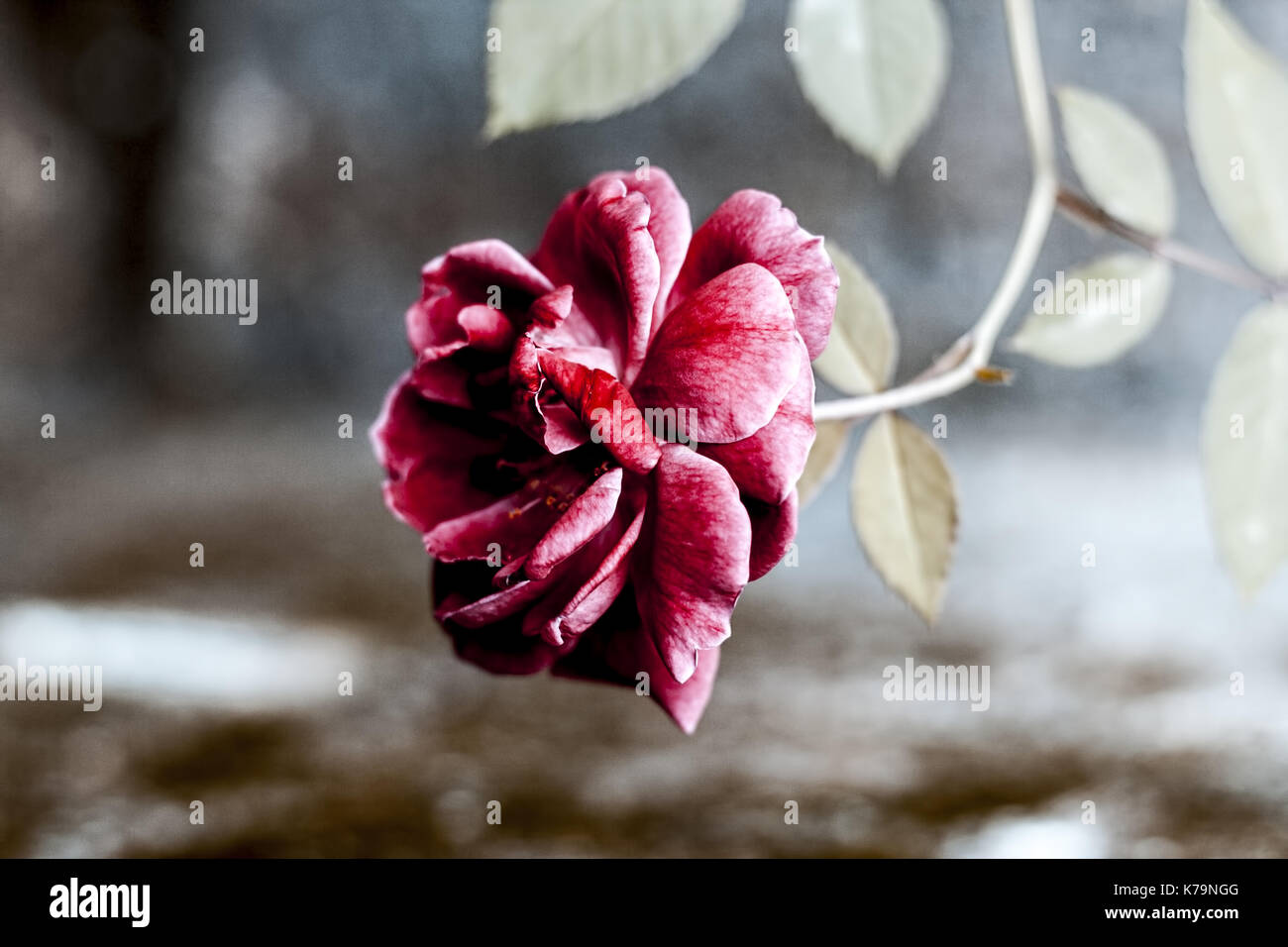 A red rose flower on the plant Stock Photo - Alamy