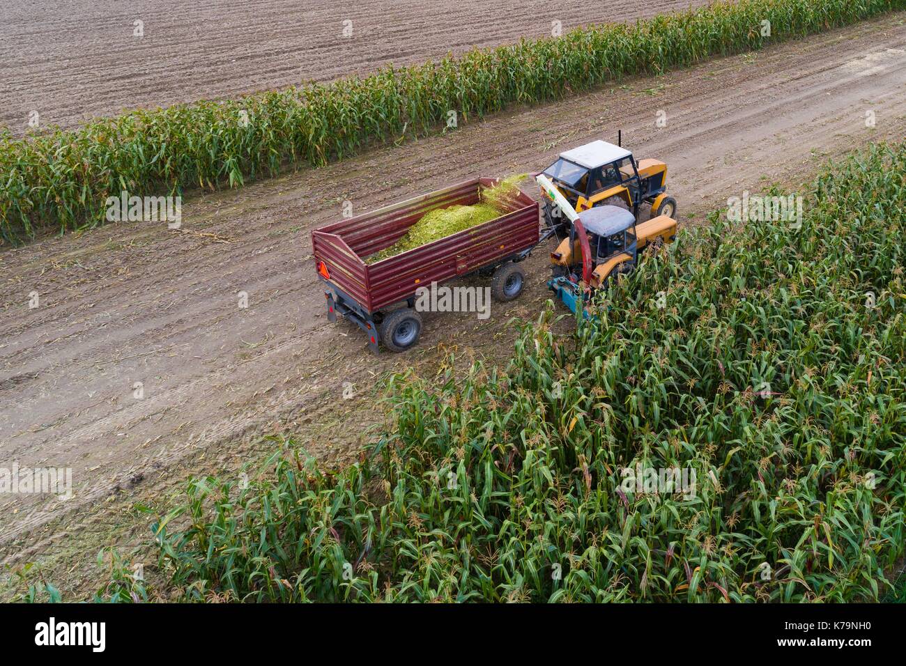 Aerial view of working tractor and corn harvester. Corn harvest Stock ...