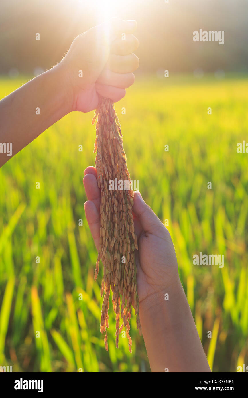 Rice field, Farmer hand with rice field Stock Photo - Alamy