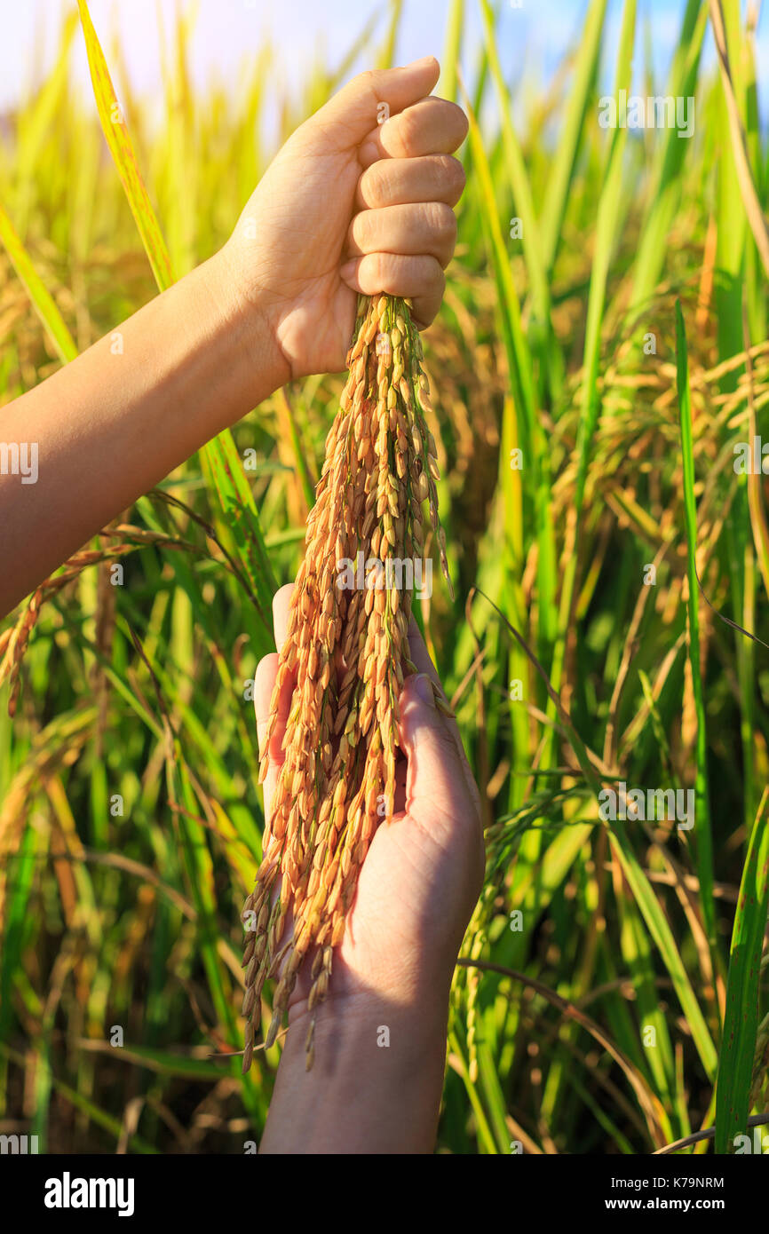 Rice field, Farmer hand with rice field Stock Photo - Alamy