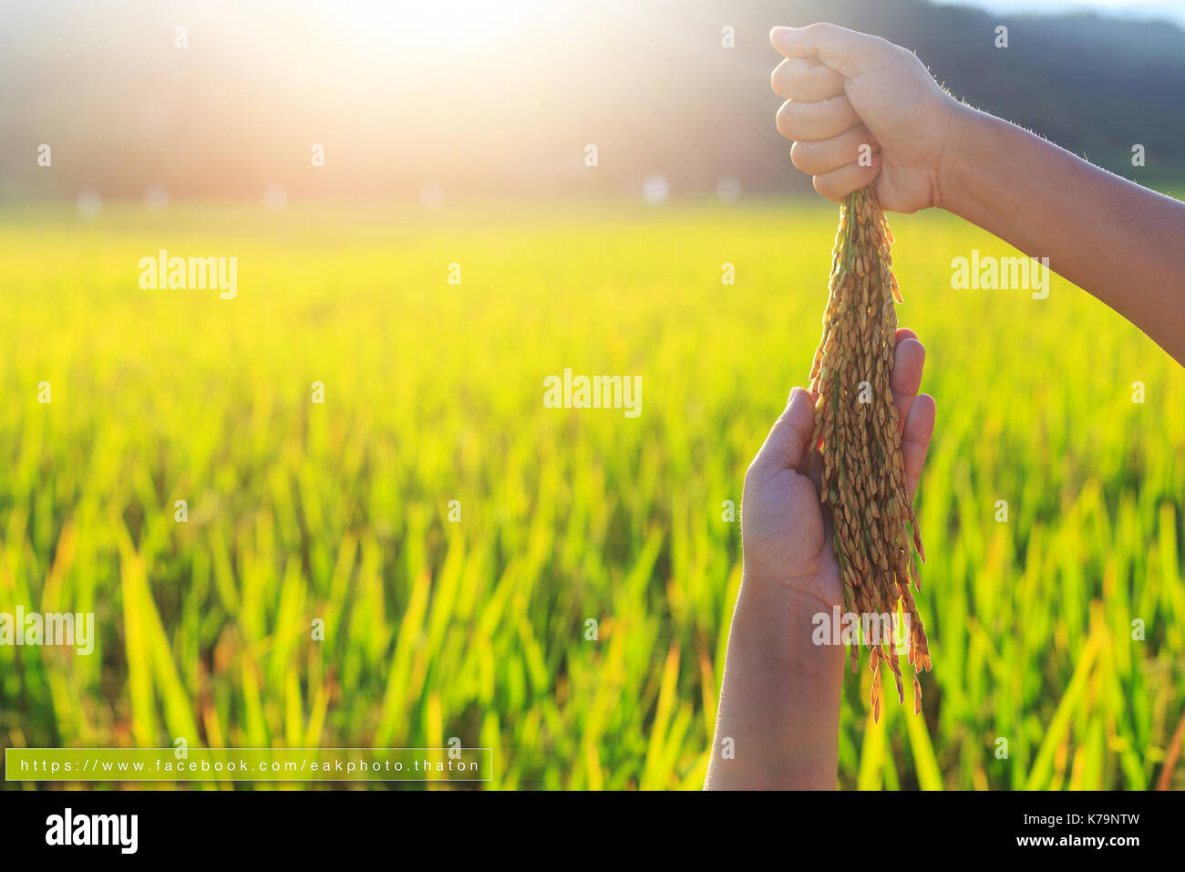 Rice field, Farmer hand with rice field Stock Photo - Alamy