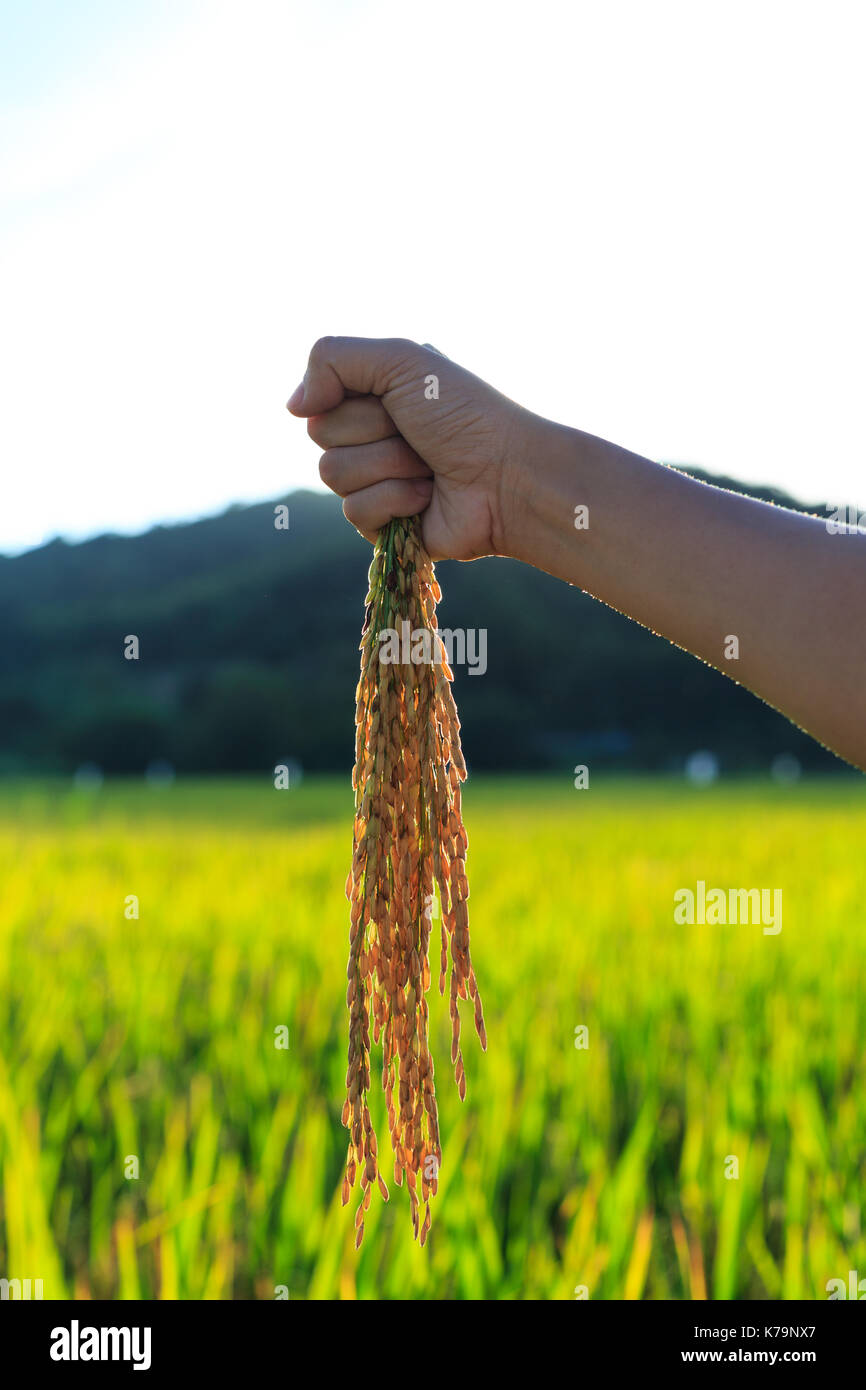 Rice field, Farmer hand with rice field Stock Photo - Alamy