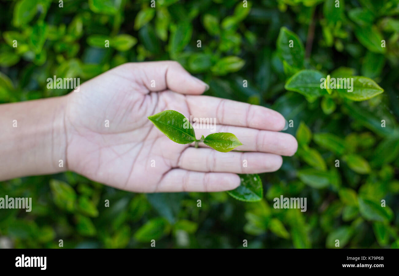 Hand grab tea leaves top on blurred natural background Stock Photo - Alamy