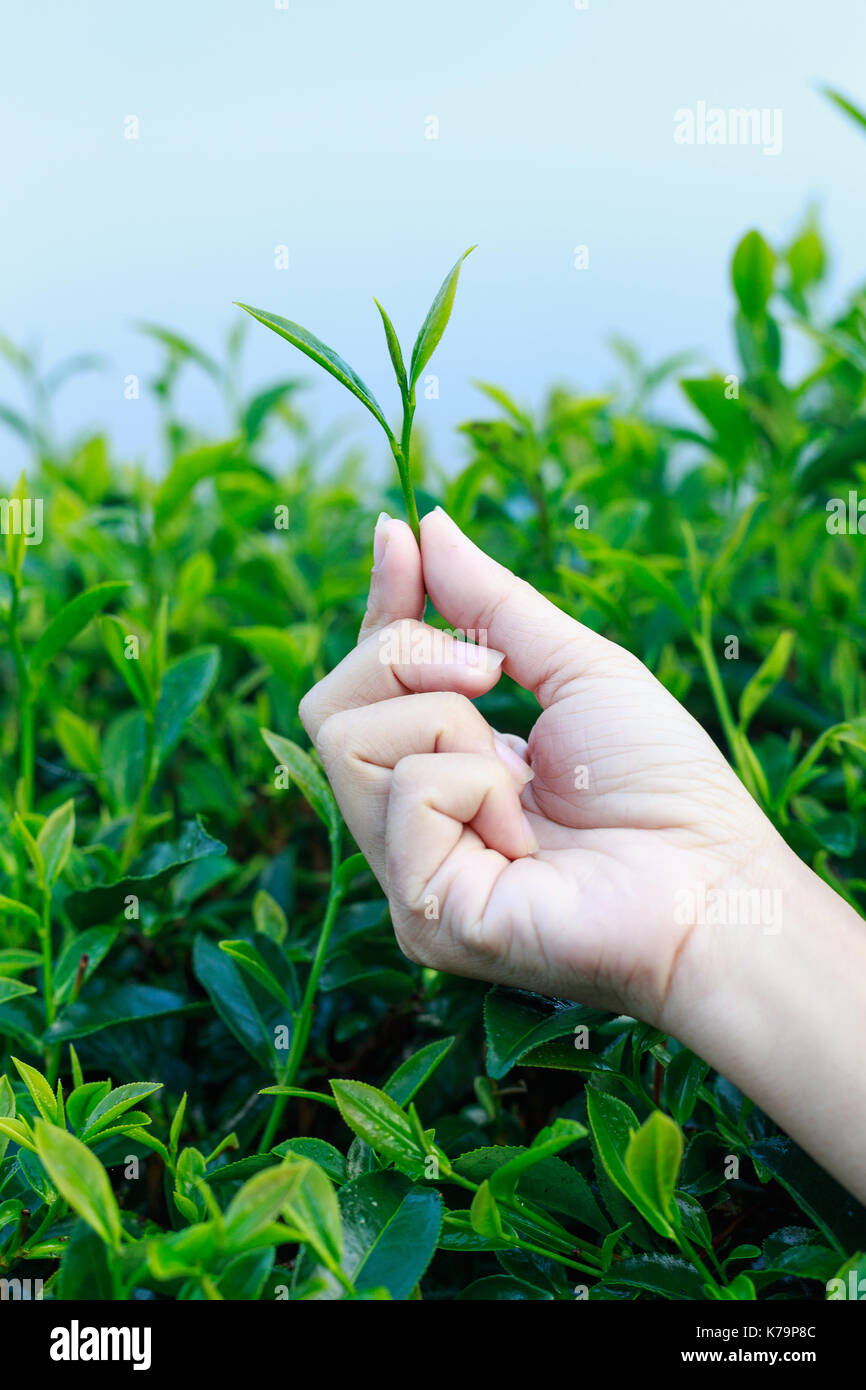 Hand grab tea leaves top on blurred natural background Stock Photo - Alamy
