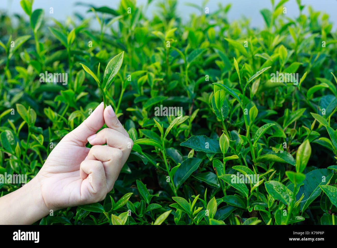 Hand grab tea leaves top on blurred natural background Stock Photo - Alamy