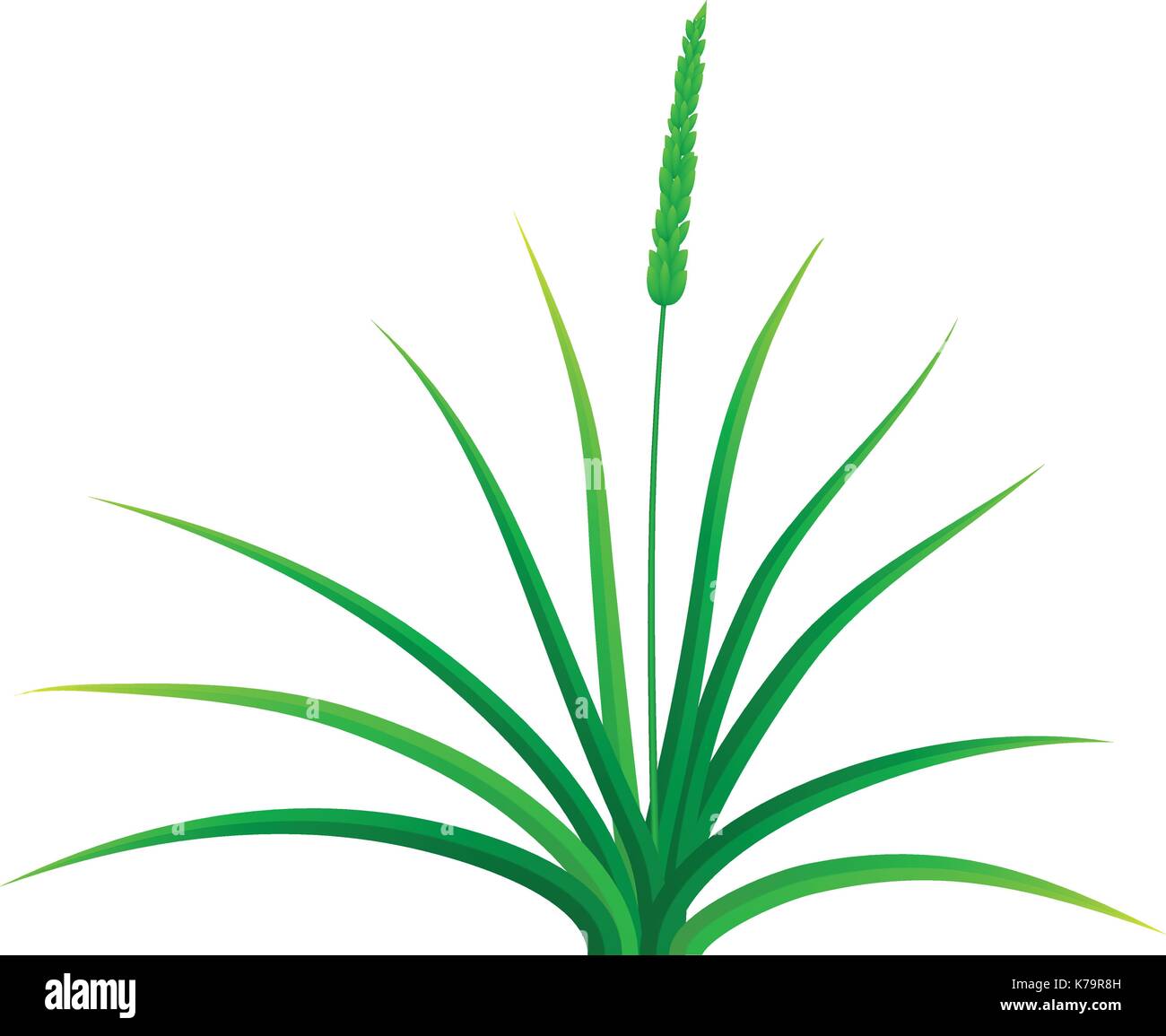 Field grass icon, realistic style Stock Vector Image & Art - Alamy