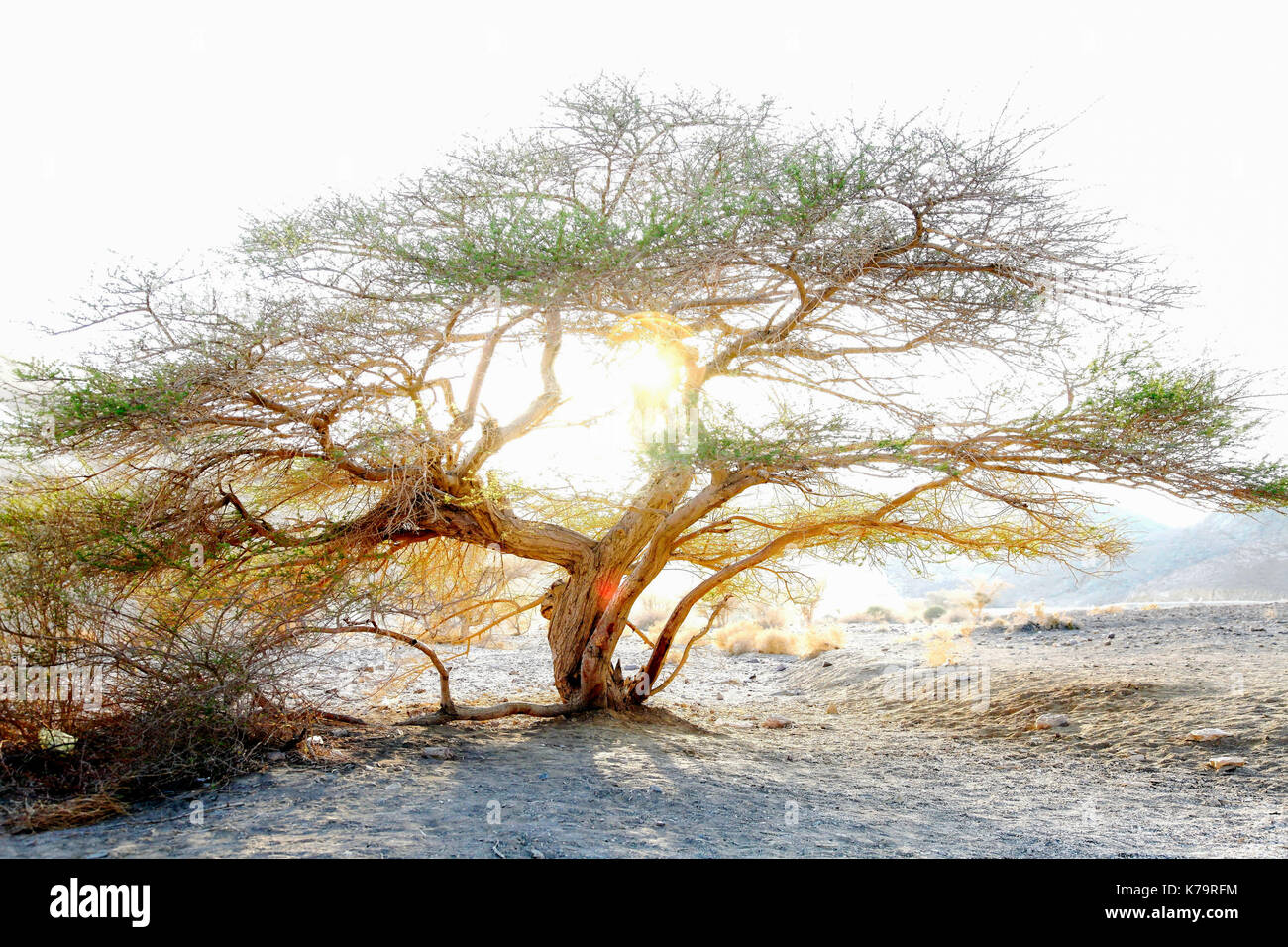 Shittah Tree Stock Photos & Shittah Tree Stock Images - Alamy