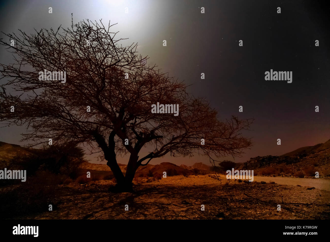Umbrella Thorn Acacia (Acacia tortilis). A medium to large canoped tree ...