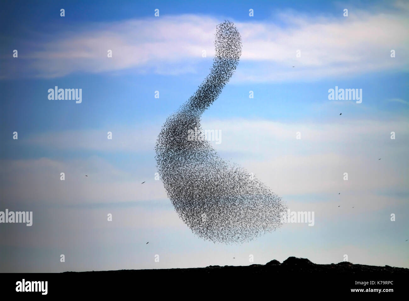 Swarming birds hi-res stock photography and images - Alamy