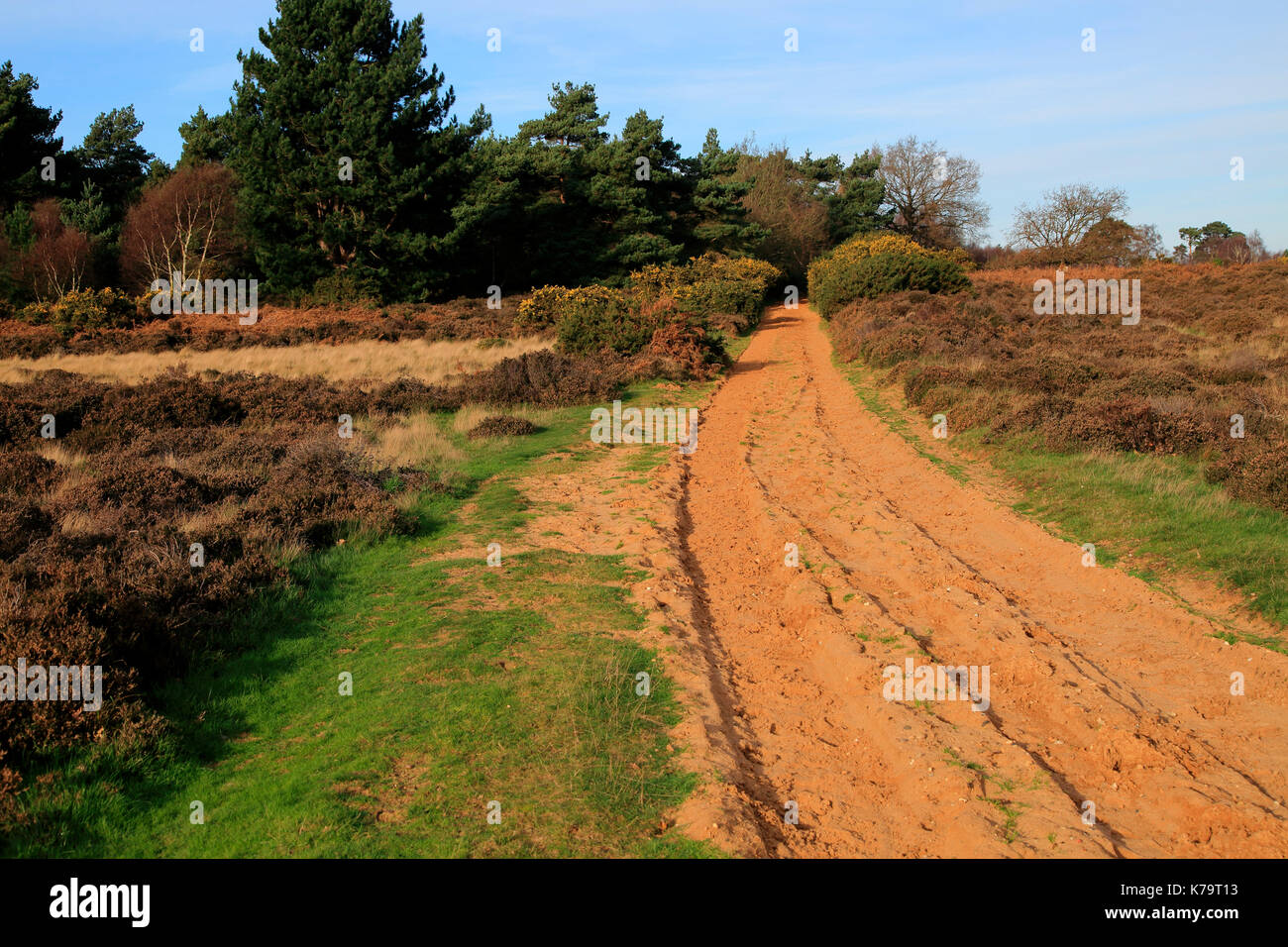Sandlings heathland path Sutton Heath, Suffolk, England, UK Stock Photo ...