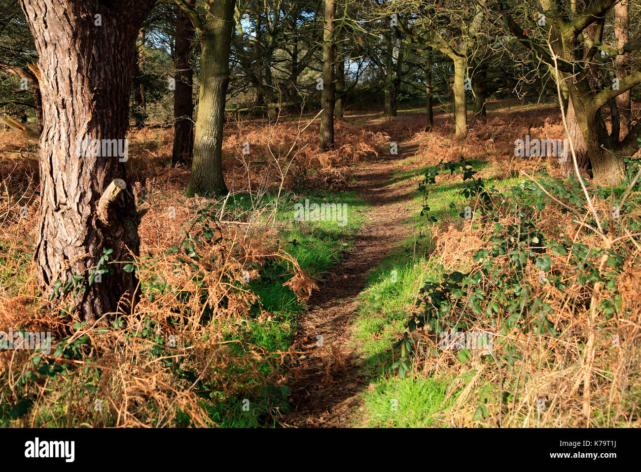 England woods heath heathland east anglia hi-res stock photography and ...